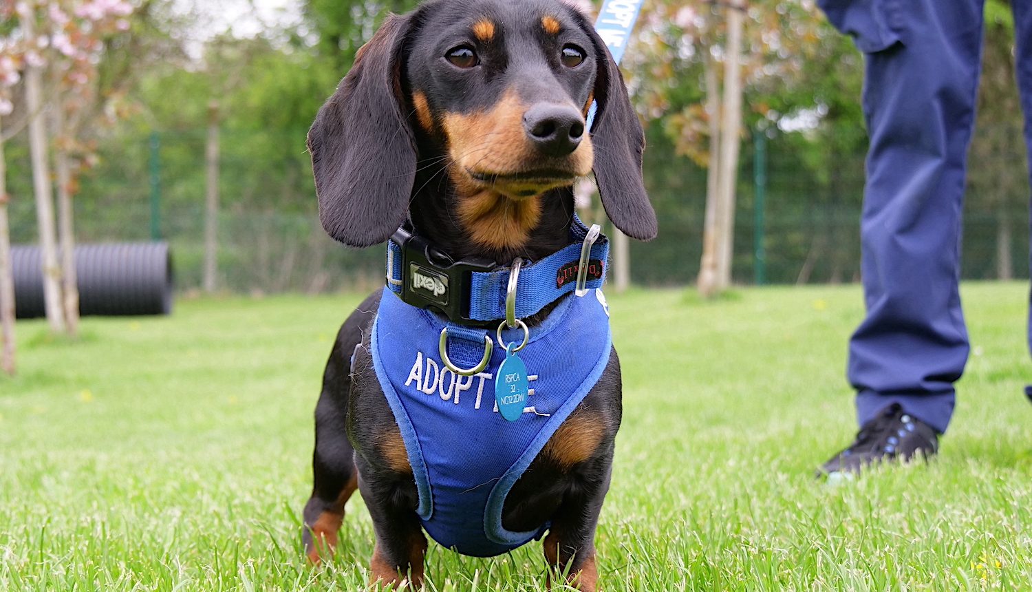 Rescued Dogs RSPCA Radcliffe Animal Centre Rescued Dogs RSPCA Radcliffe Animal Centre