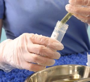 How To…Take a urine sample – RSPCA Radcliffe Animal Centre