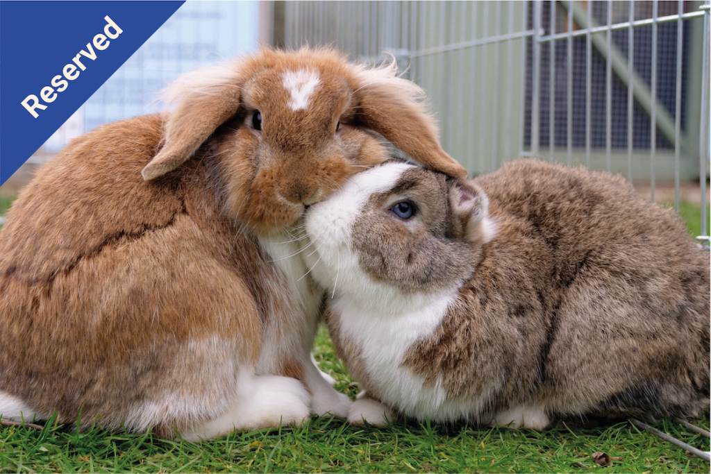 Adoption Procedure – RSPCA Radcliffe Animal Centre