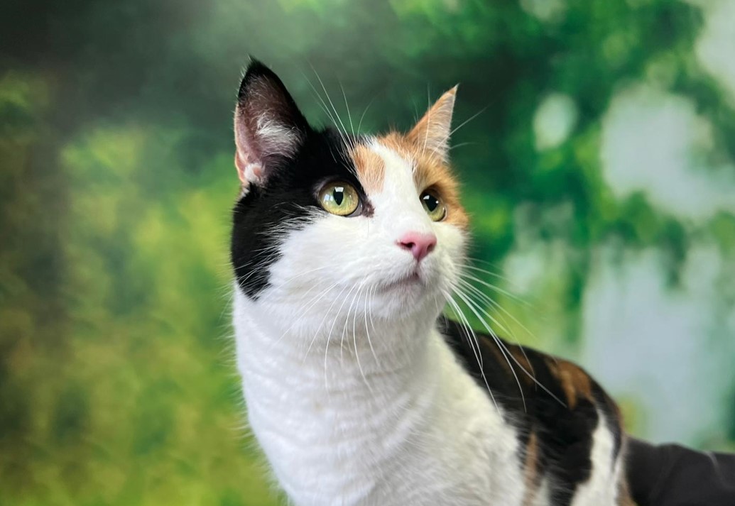 Cats – RSPCA Radcliffe Animal Centre