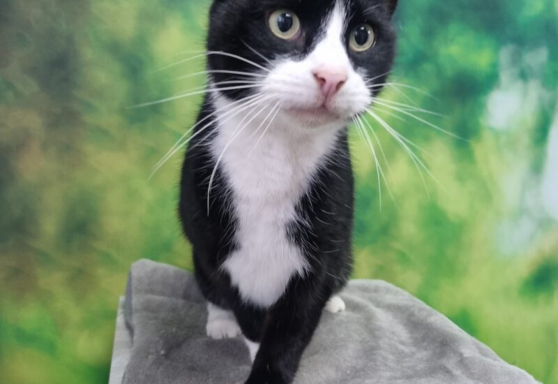 Cats – RSPCA Radcliffe Animal Centre