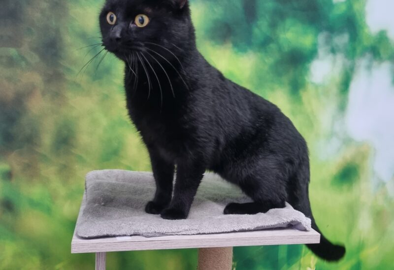 Cats – RSPCA Radcliffe Animal Centre