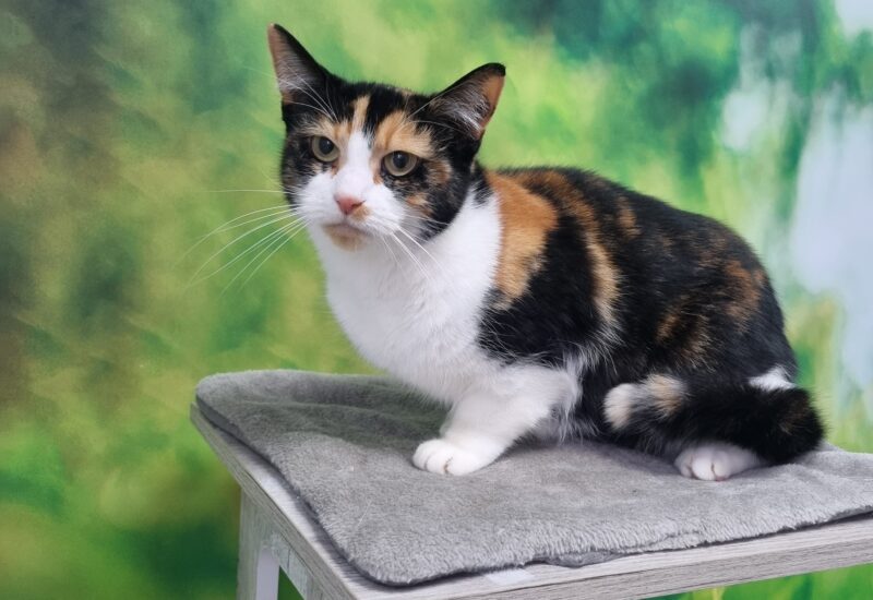 Cats – RSPCA Radcliffe Animal Centre