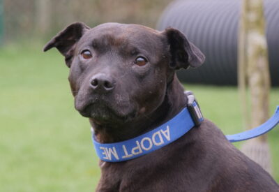 Dogs – RSPCA Radcliffe Animal Centre