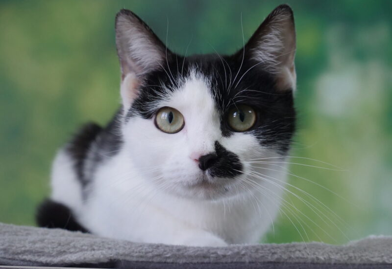 Cats – RSPCA Radcliffe Animal Centre