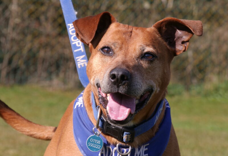 Dogs – RSPCA Radcliffe Animal Centre