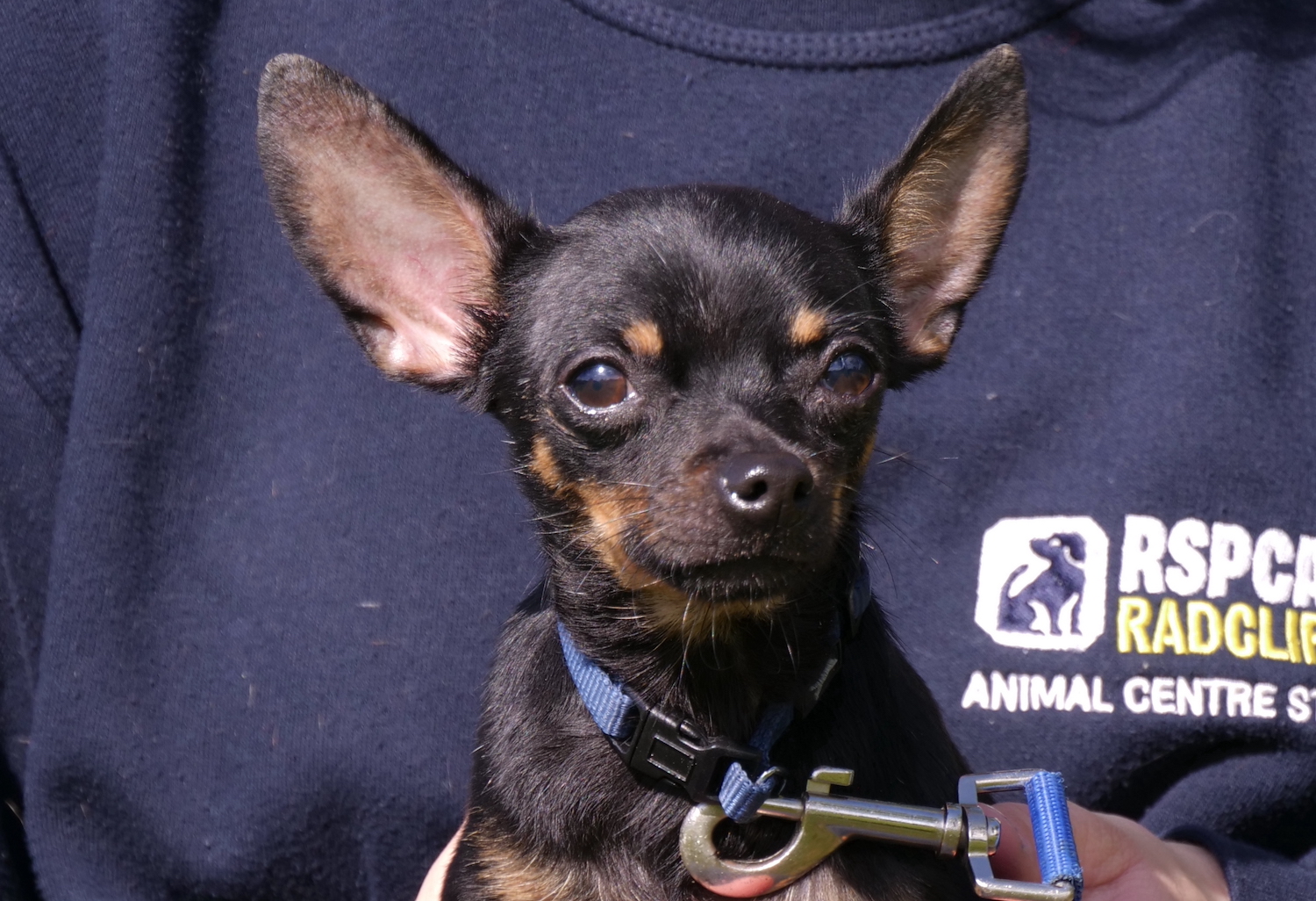 Dogs – RSPCA Radcliffe Animal Centre